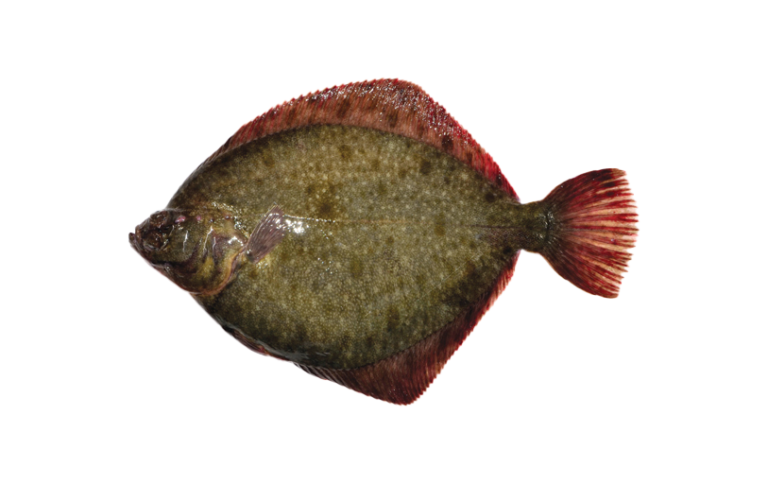 Yellowfin Sole | Mild and Sweet Flavor with Firm Texture