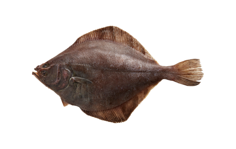 Yellowfin Sole | Mild and Sweet Flavor with Firm Texture