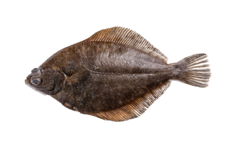 Yellowfin Sole | Mild and Sweet Flavor with Firm Texture