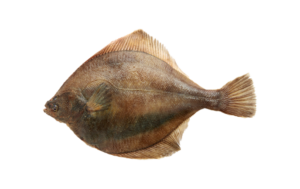Yellowfin Sole | Mild and Sweet Flavor with Firm Texture