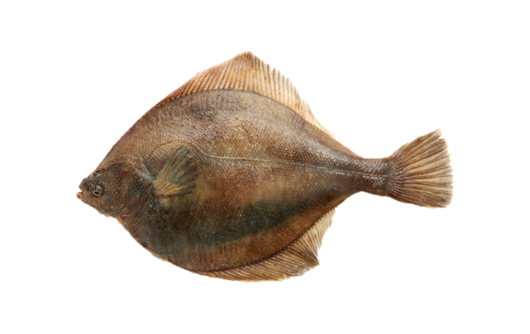 Yellowfin Sole | Mild and Sweet Flavor with Firm Texture